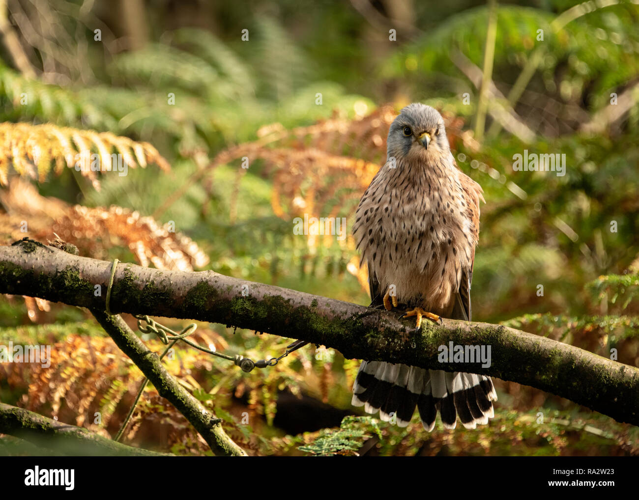 UK, Sherwood Forrest, Nottinghamshire Birds of Prey Event Stock Photo ...