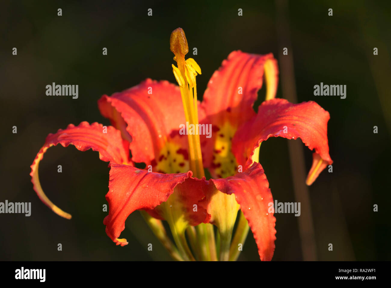 Catesby's lily (Lilium catesbaei) bloom, Sweetbay Natural Area, Palm ...