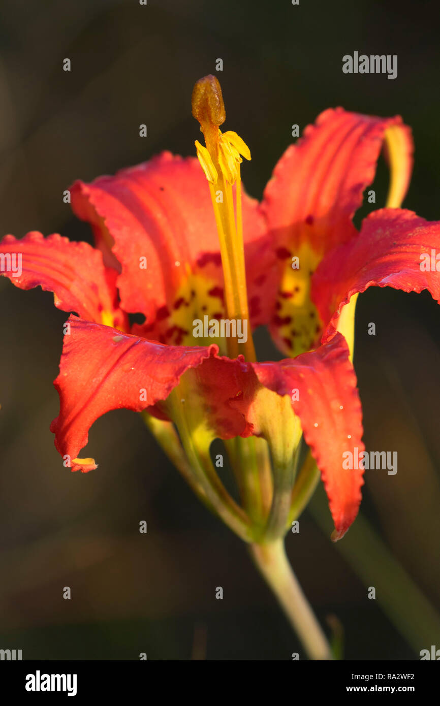Catesbys lily hi-res stock photography and images - Alamy