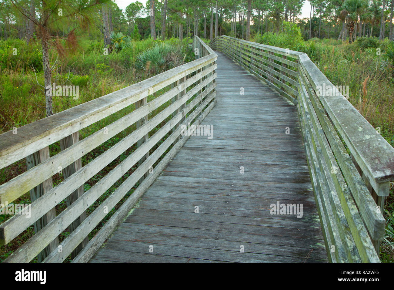 Sweetbay natural area hi-res stock photography and images - Alamy