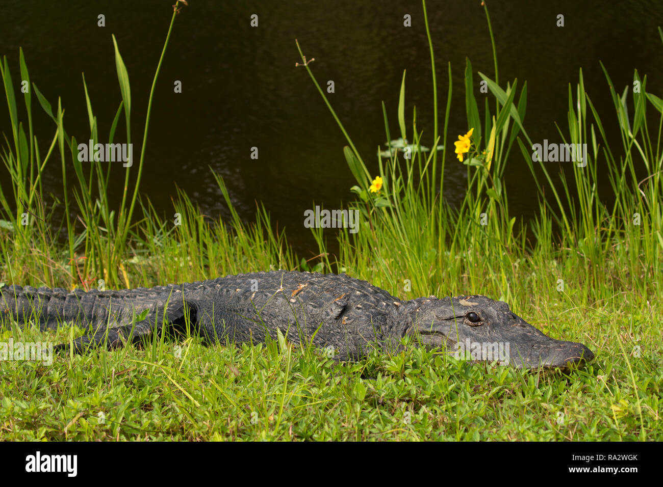Florida alligator beach hi-res stock photography and images - Alamy