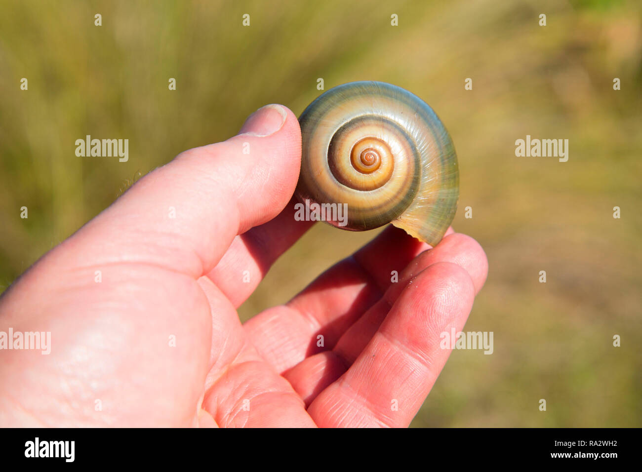 Swamp apple hi-res stock photography and images - Alamy