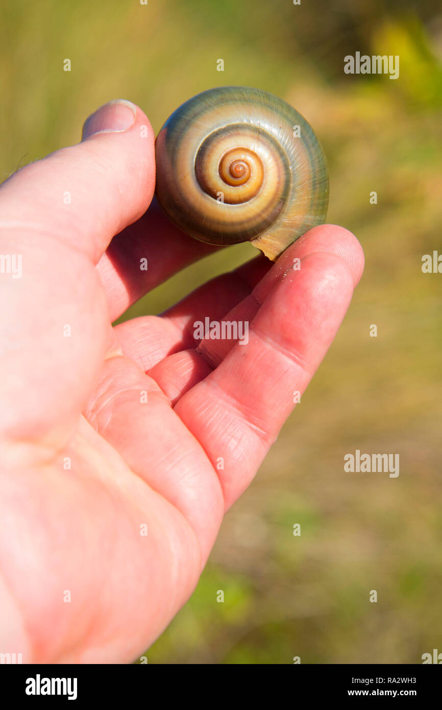 Apple snail hi-res stock photography and images - Alamy