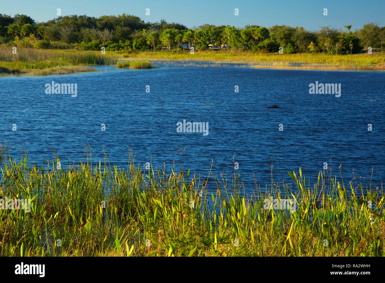 Marsh wetland from boardwalk, Wellington Environmental Preserve at the ...