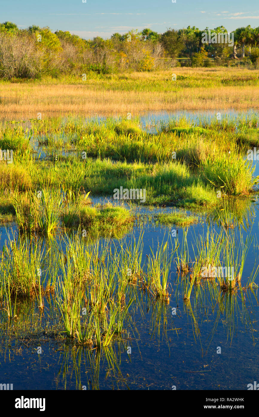 Marsh wetland from boardwalk, Wellington Environmental Preserve at the ...