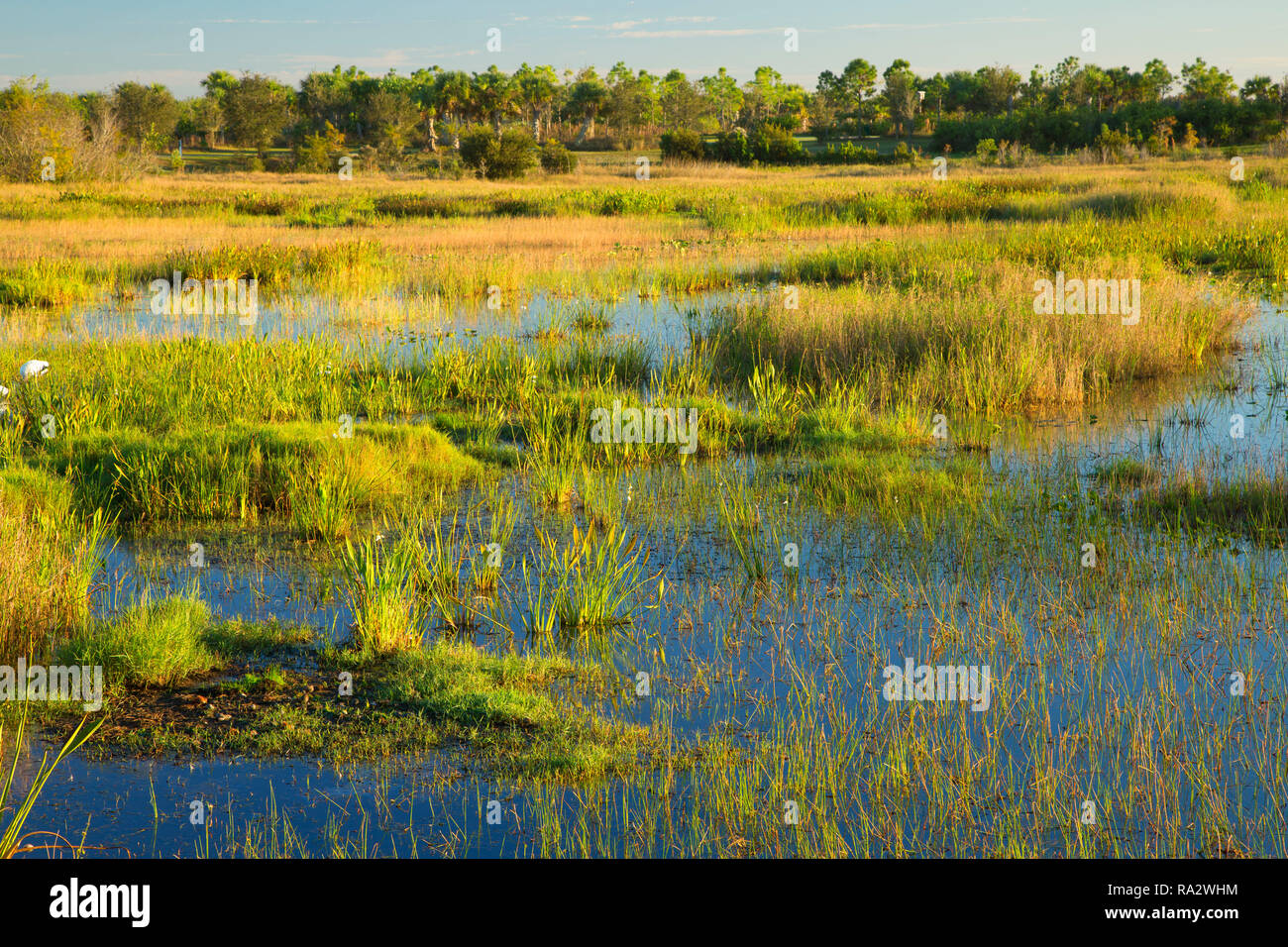 Marsh wetland from boardwalk, Wellington Environmental Preserve at the ...