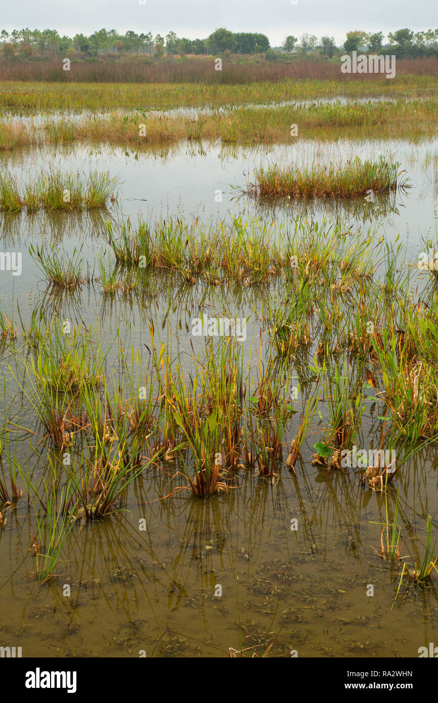 Marsh wetland from boardwalk, Wellington Environmental Preserve at the ...