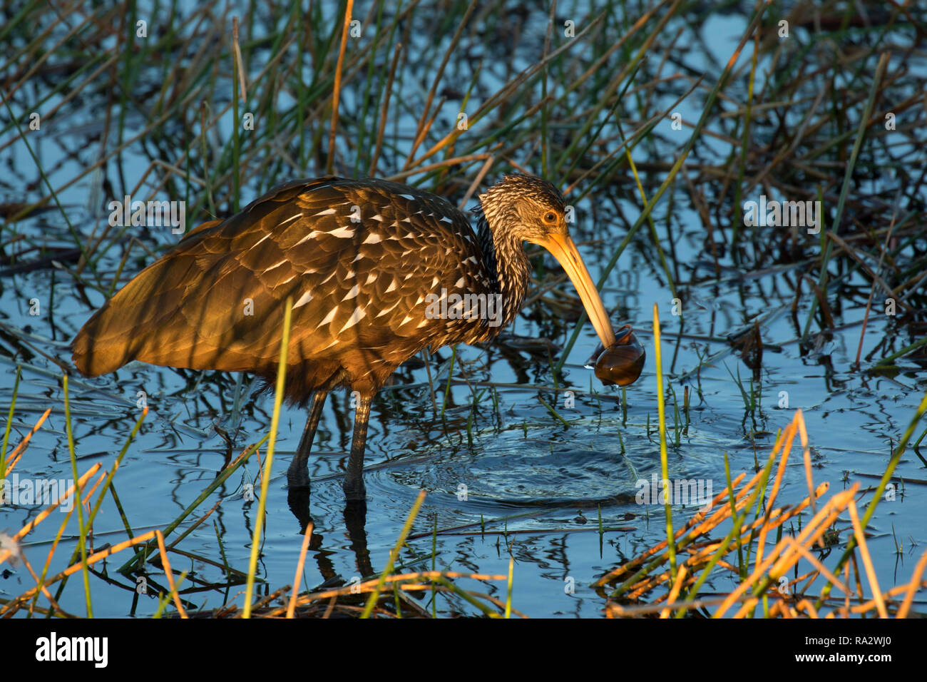 Limpkin (Aramus guarauna), Wellington Environmental Preserve at the ...