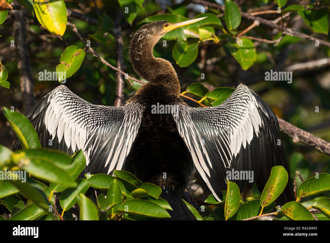 Anhinga (Anhinga anhinga), Wakodahatchee Wetlands, Delray Beach ...