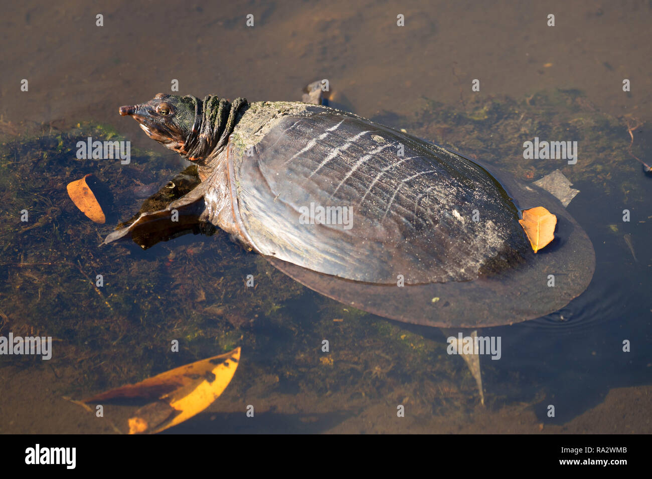 Florida softshell turtle hi-res stock photography and images - Alamy