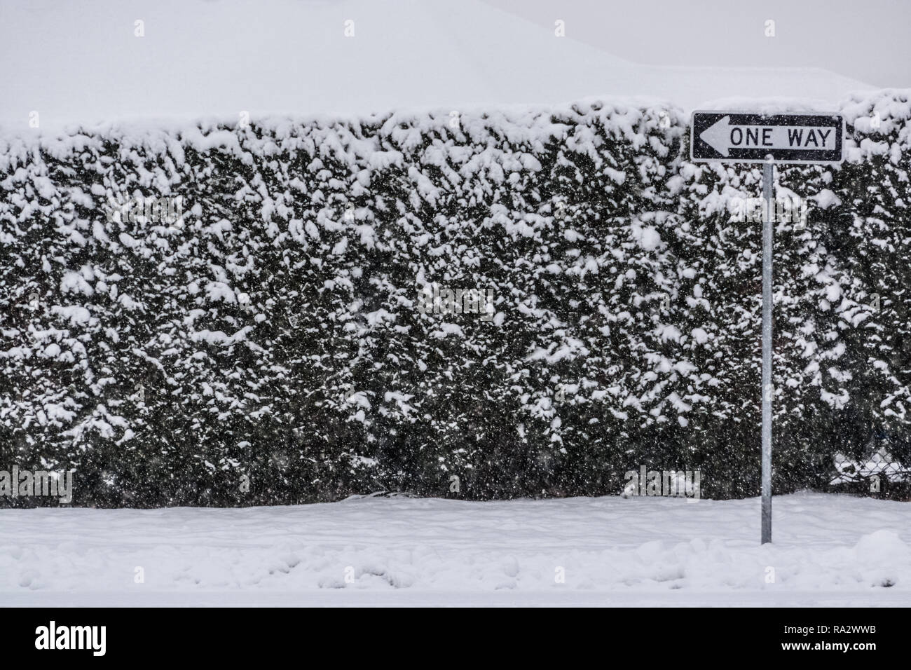 Hedge fence in snow with One Way road sign in front Stock Photo - Alamy