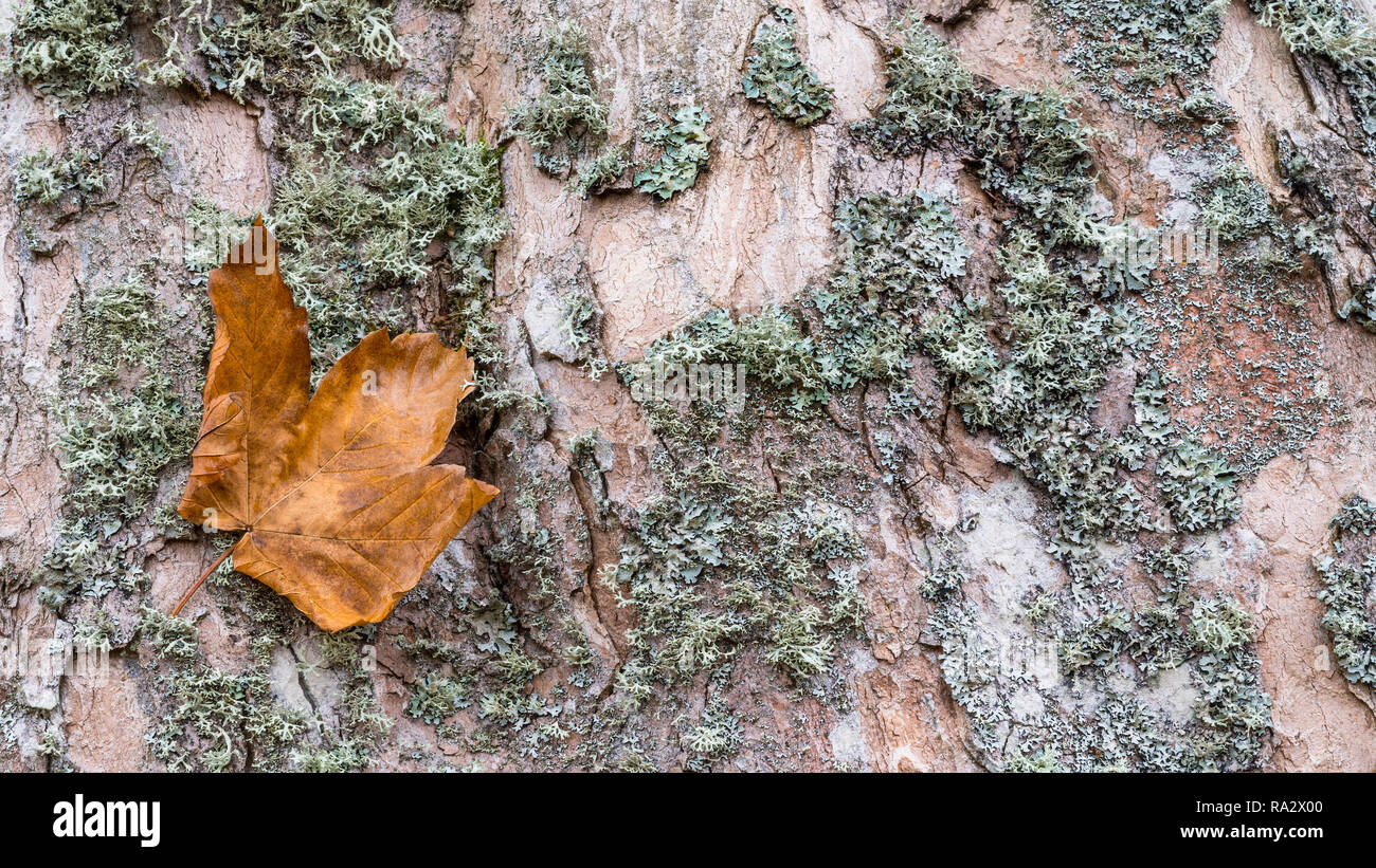 Close-up of maple bark texture with a fallen leaf. Acer. Beautiful ...