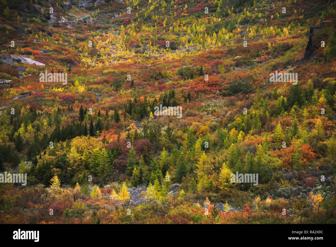 Greenland forest hi-res stock photography and images - Alamy