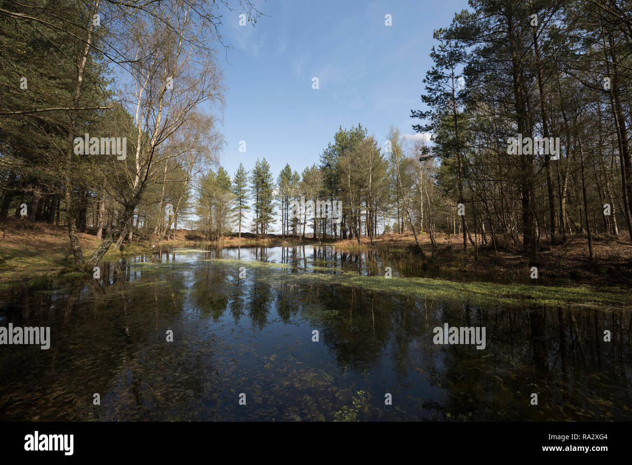 A secluded forest pond at Mogshade Hill in the New Forest, Hampshire ...