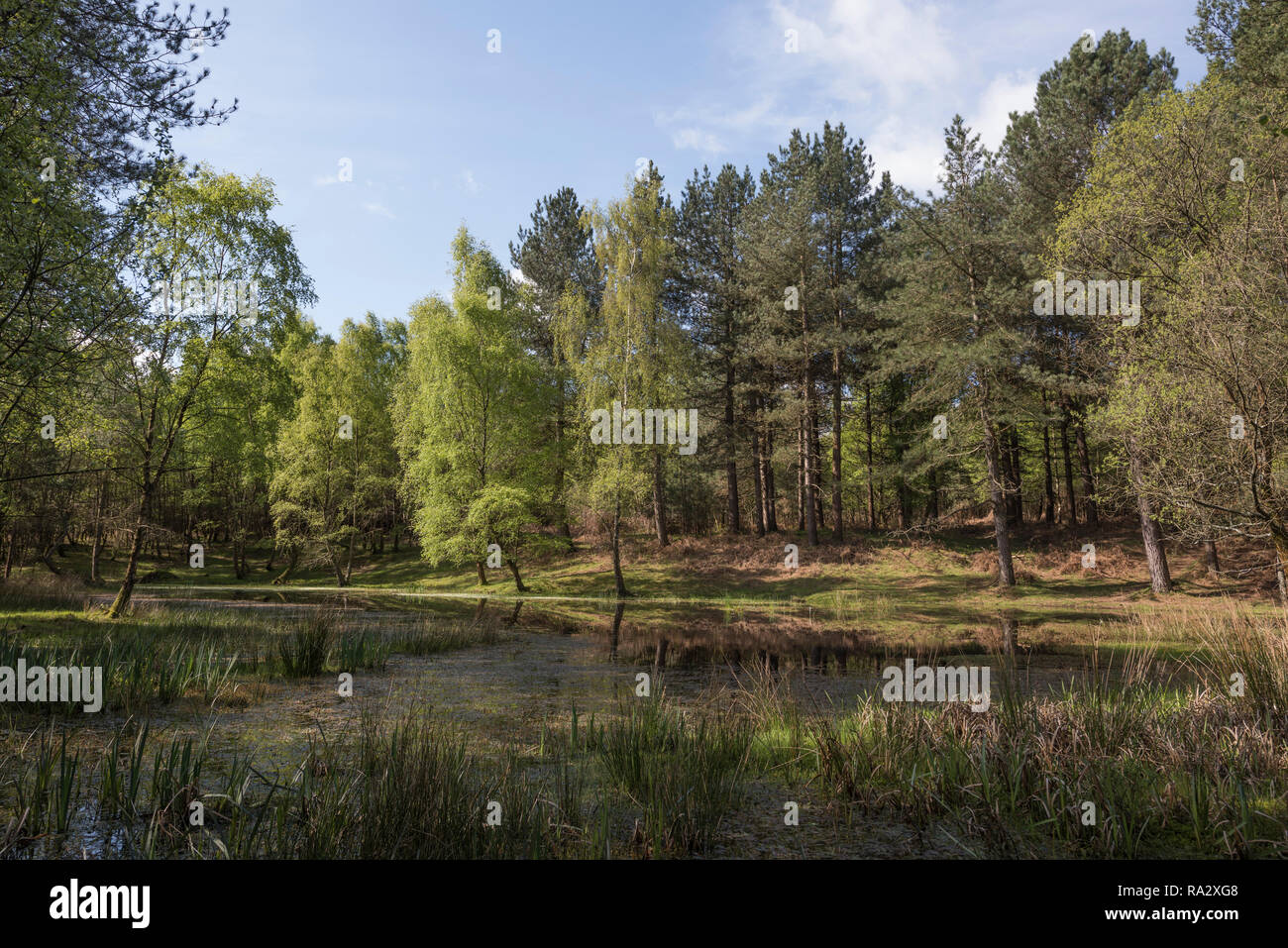 Minstead new forest hi-res stock photography and images - Alamy
