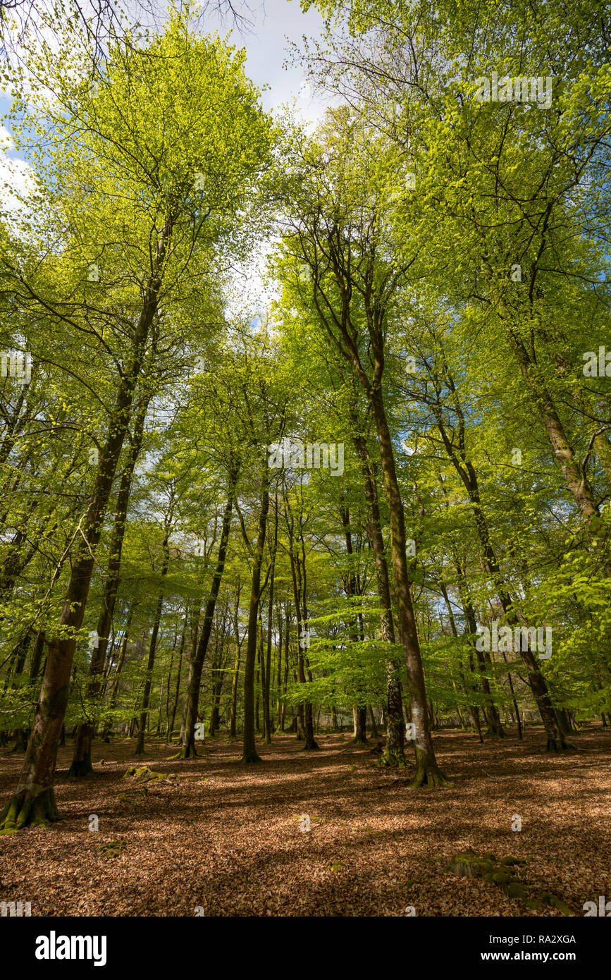 The new forest hampshire spring hi-res stock photography and images - Alamy