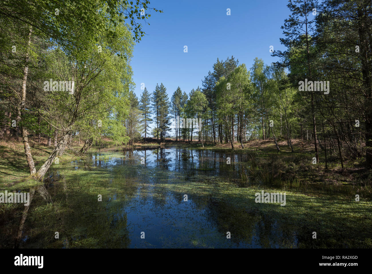 A secluded forest pond at Mogshade Hill in the New Forest, Hampshire ...