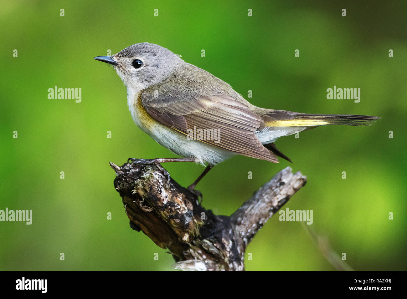 Female American redstart warbler during spring migration Stock Photo ...