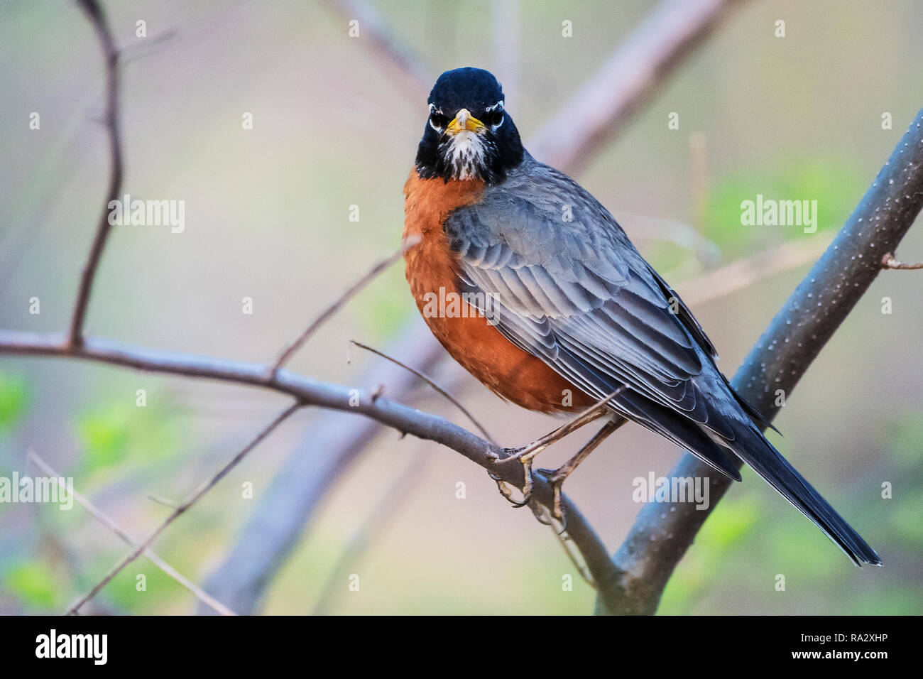 American robin portrait in spring Stock Photo - Alamy