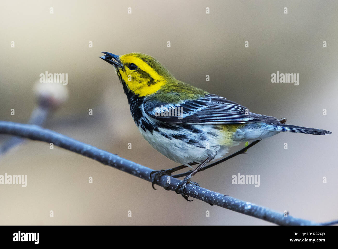 Black-throated green warbler during spring migration up close Stock ...