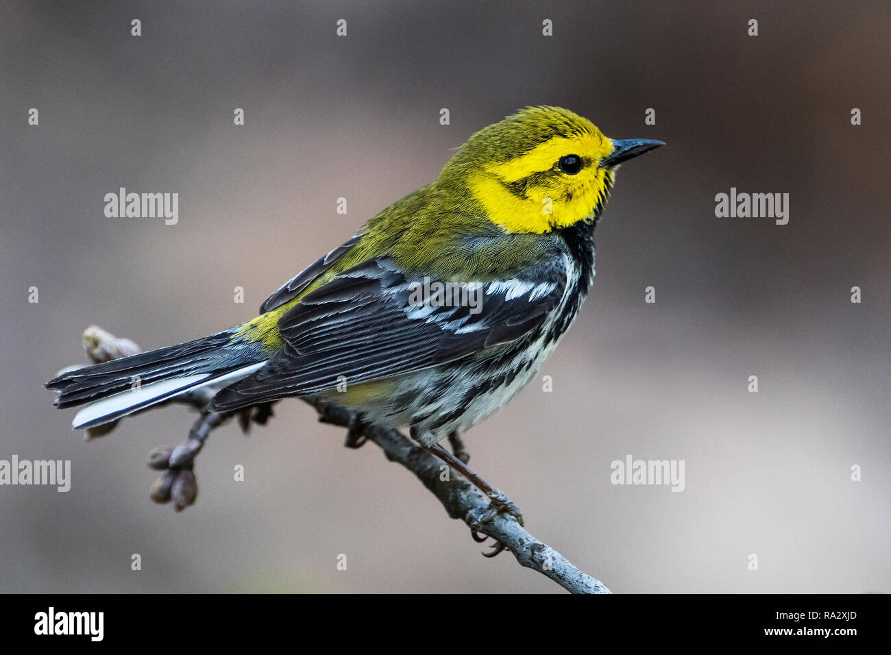 Black-throated green warbler during spring migration up close Stock ...