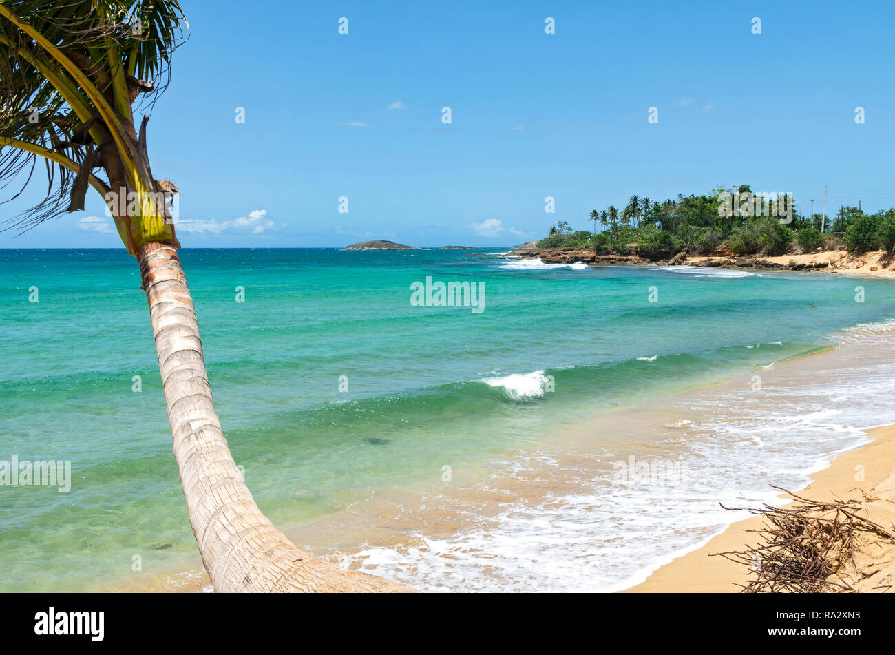 atlantic coast with palm trees tides and rocky shoreline outside ...