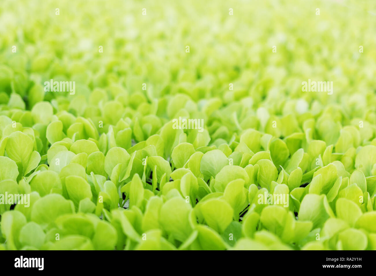 Green lettuce plants vegetable background. Lettuce farm Stock Photo - Alamy