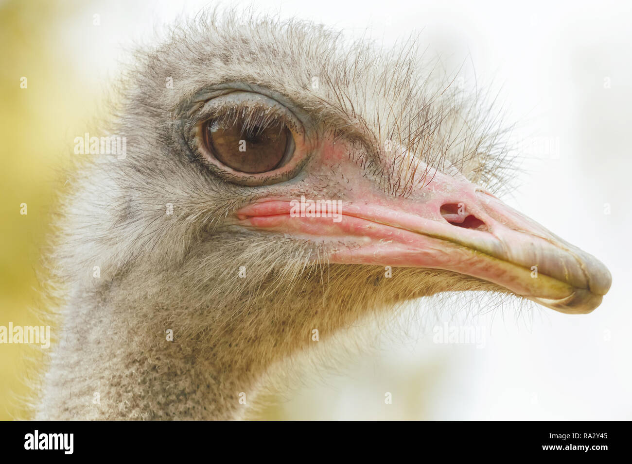 Ostrich Close up portrait, Close up ostrich head (Struthio camelus ...