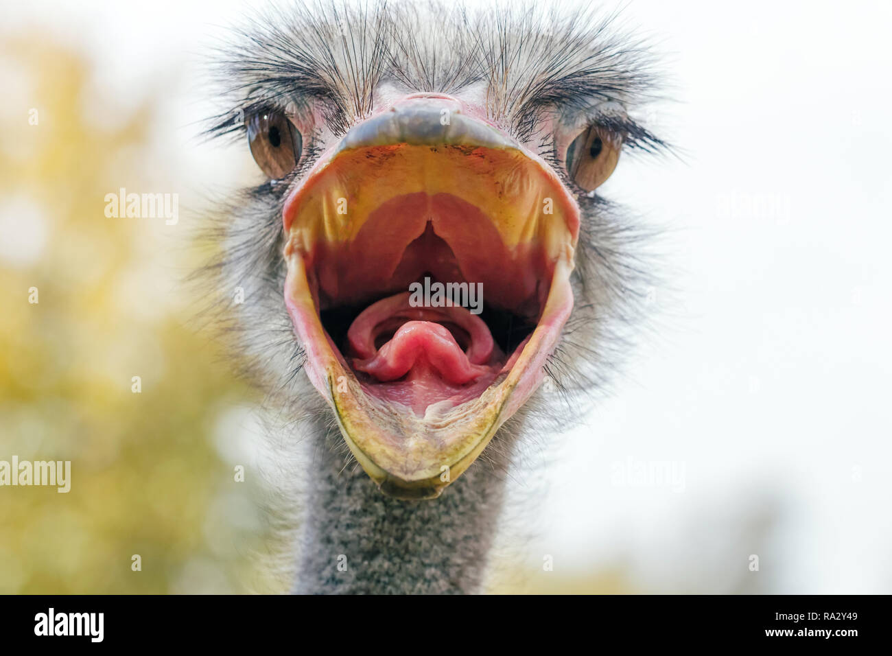 Ostrich Face With Teeth