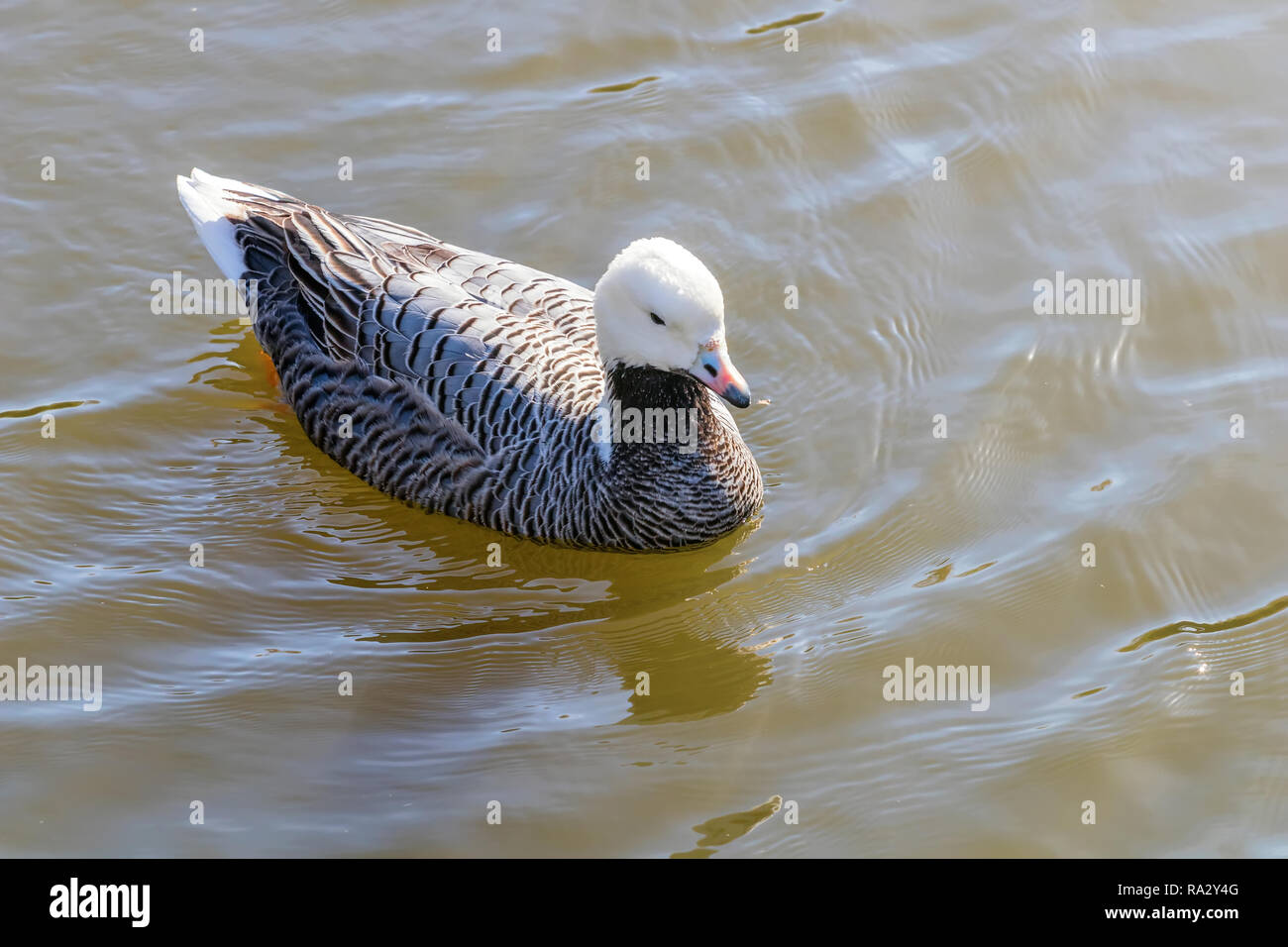 Emperor Goose swimming in water (Anser canagicus Stock Photo - Alamy