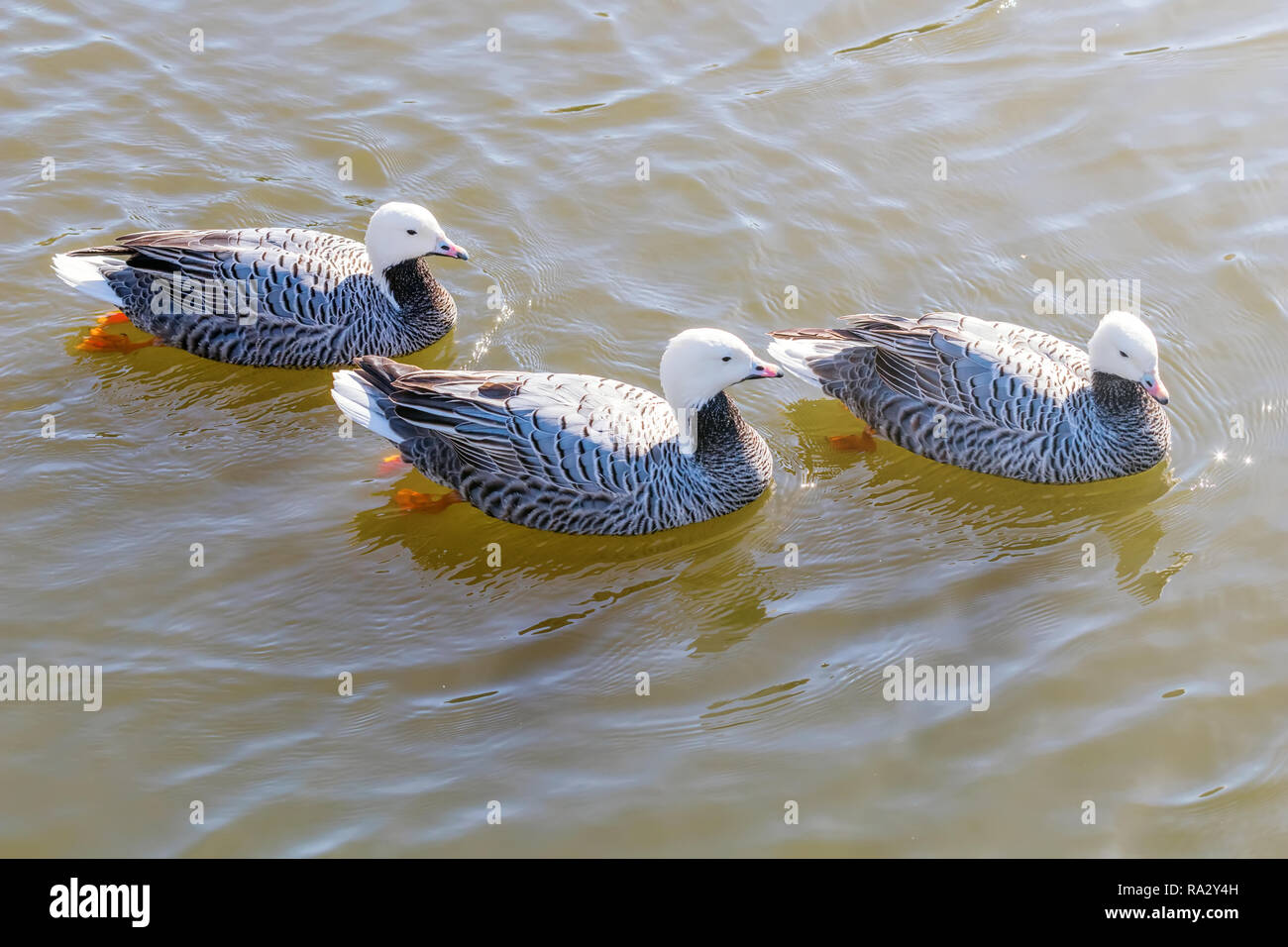 Emperor Geese swimming in water (Anser canagicus Stock Photo - Alamy