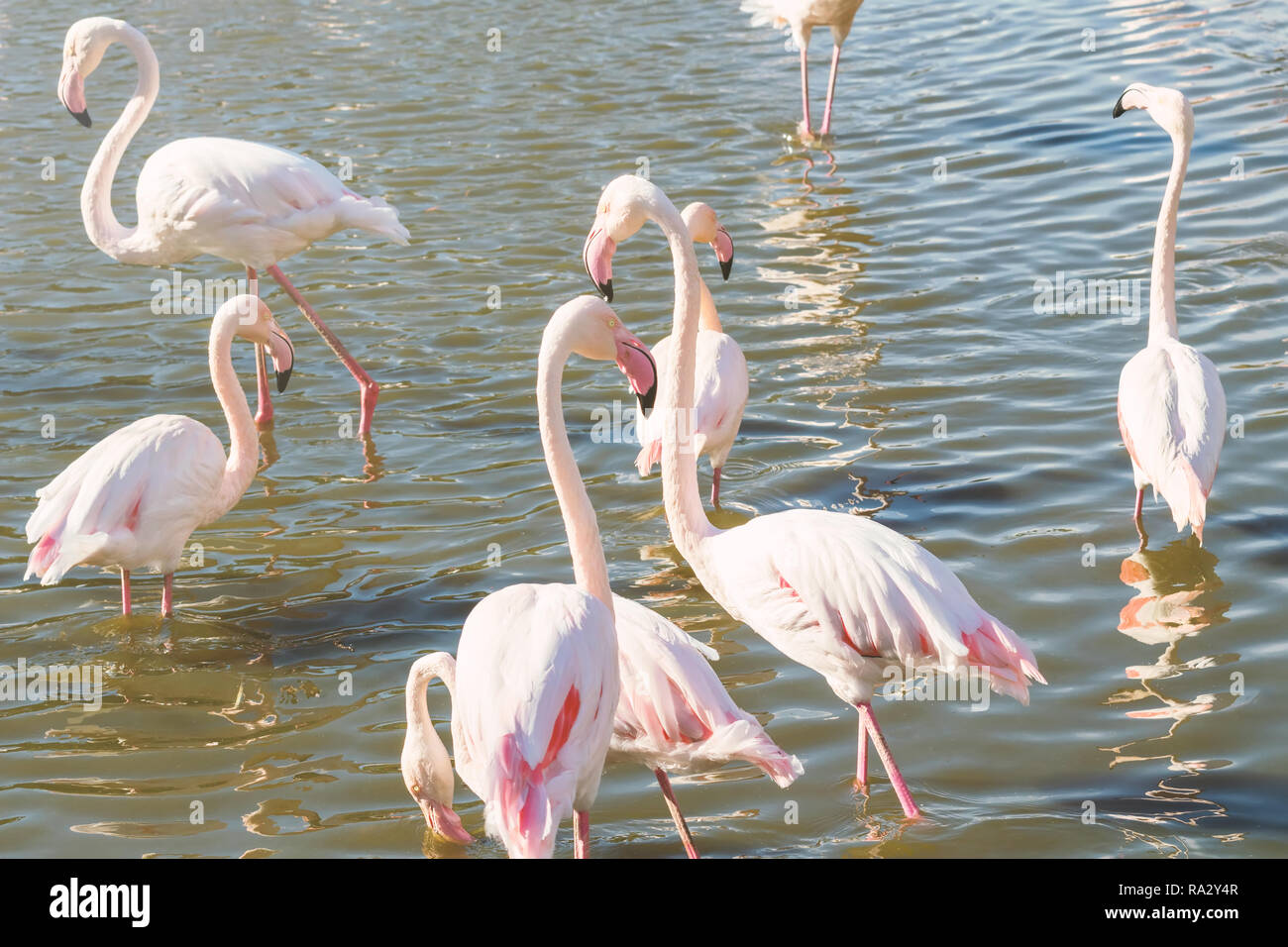 Flock pink flamingos walking in water in natural environment Stock ...