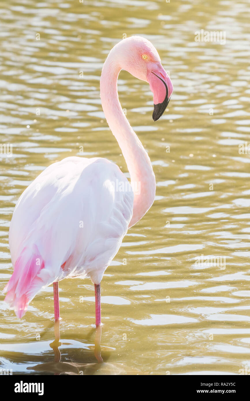 Pink Flamingo, Greater flamingo in their natural environment ...
