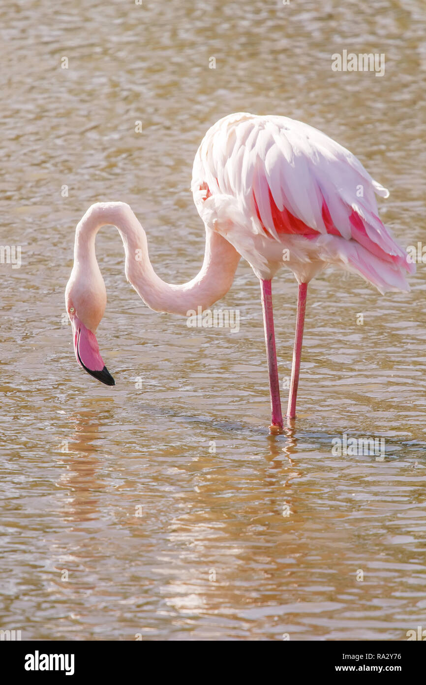 Flamingo eating in the water, Pink Flamingo, Greater flamingo in their ...