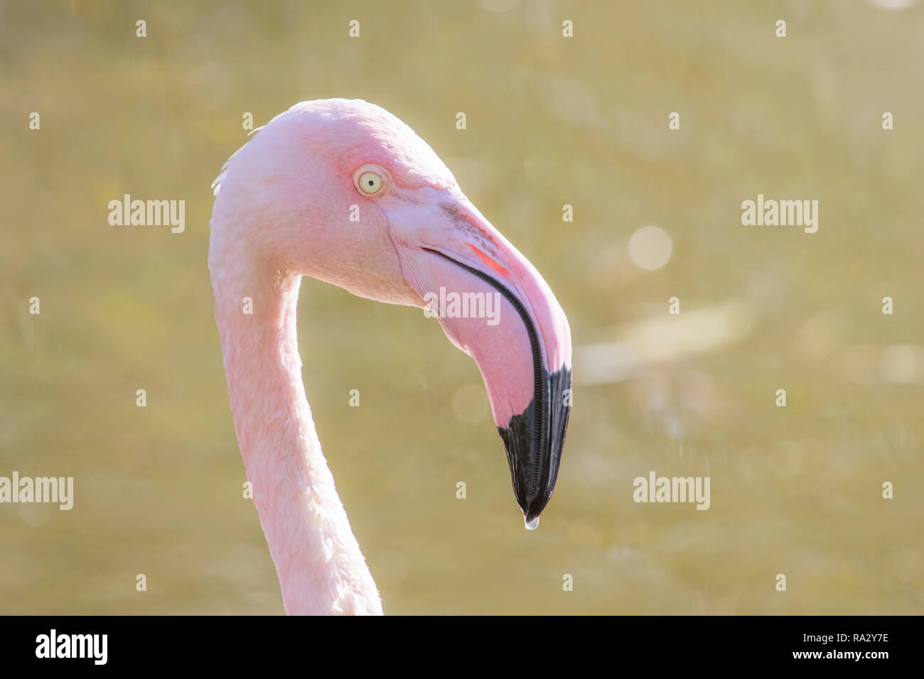 Greater flamingo portrait, Pink Flamingo portrait (Phoenicopterus roseus Stock Photo - Alamy