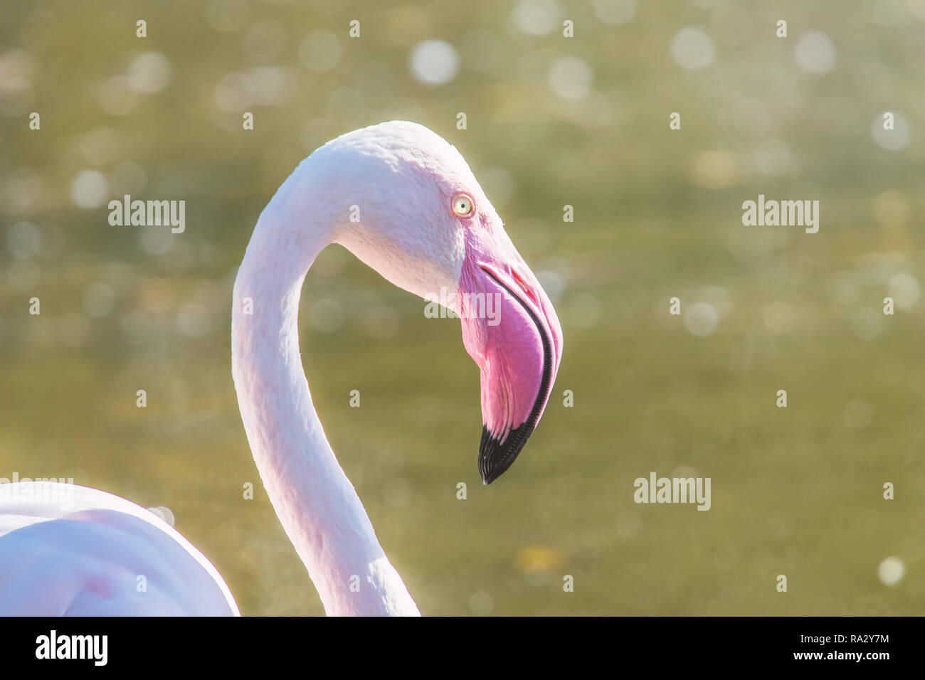 Greater flamingo portrait, Pink Flamingo portrait (Phoenicopterus roseus Stock Photo - Alamy