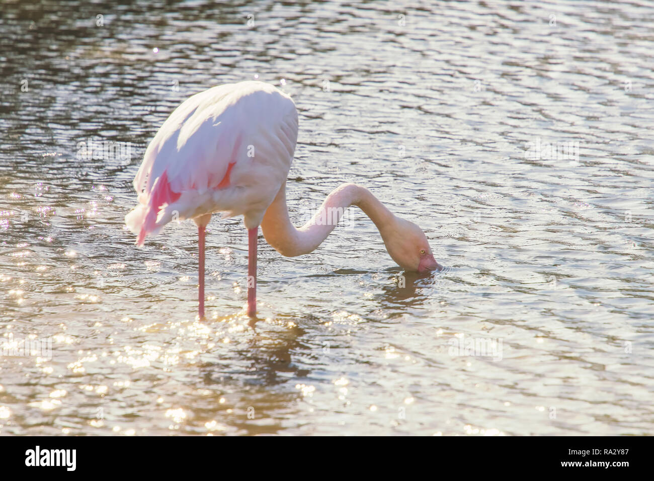 Flamingo eating in the water, Pink Flamingo, Greater flamingo in their ...