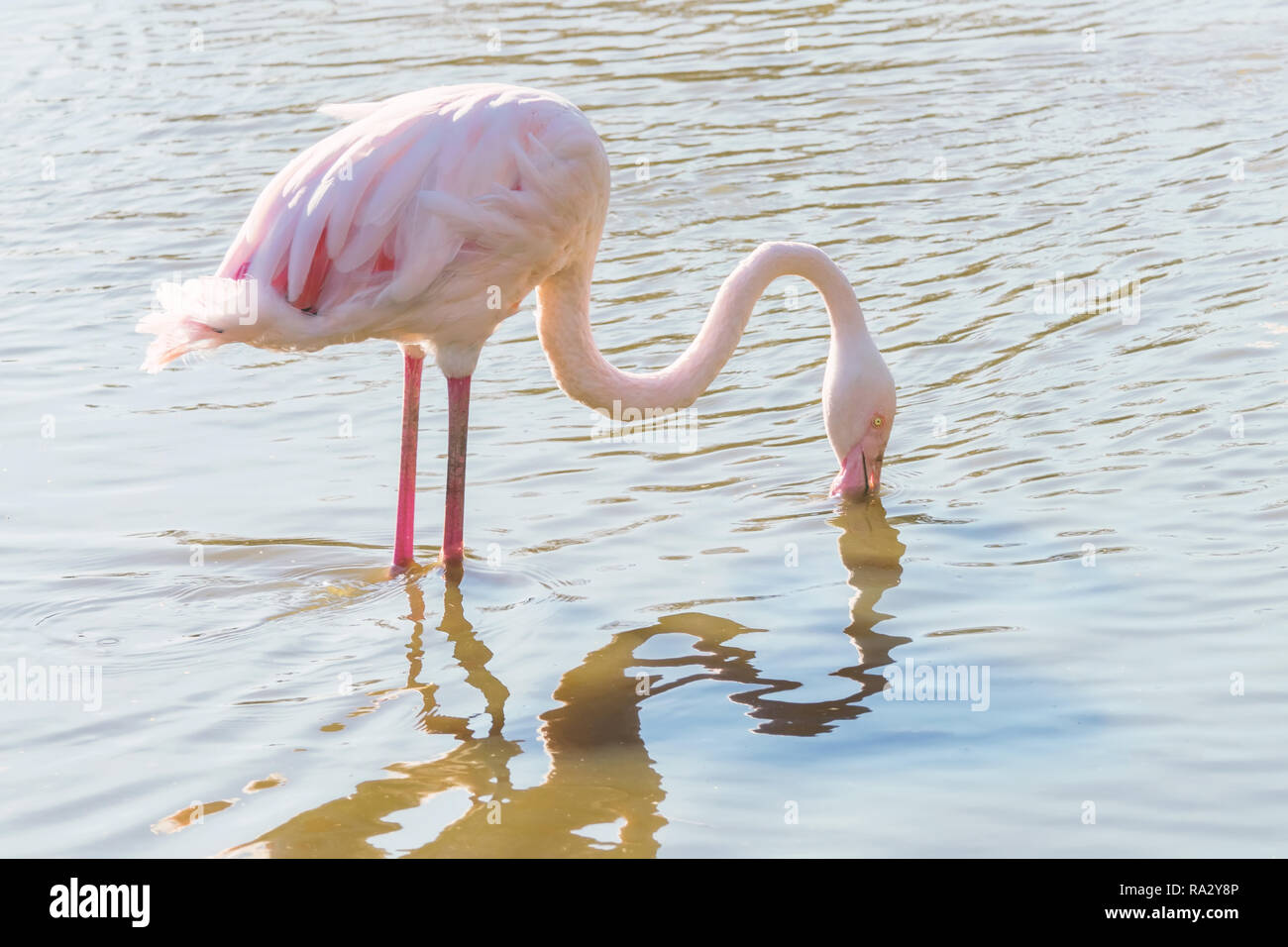 Flamingo eating in the water, Pink Flamingo, Greater flamingo in their ...