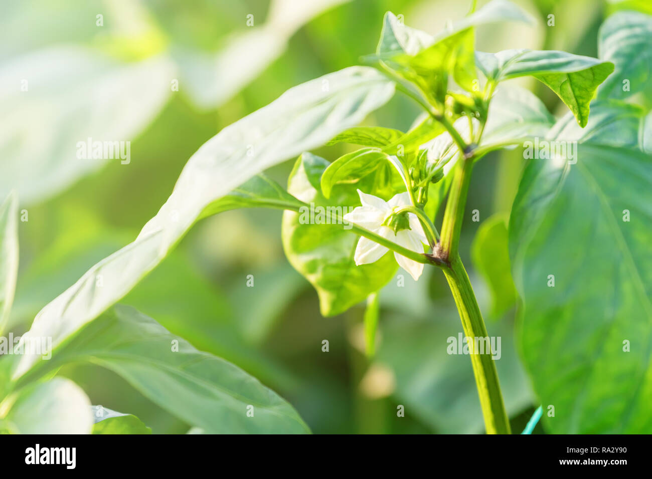 Chili pepper plant white flowers hi-res stock photography and images ...