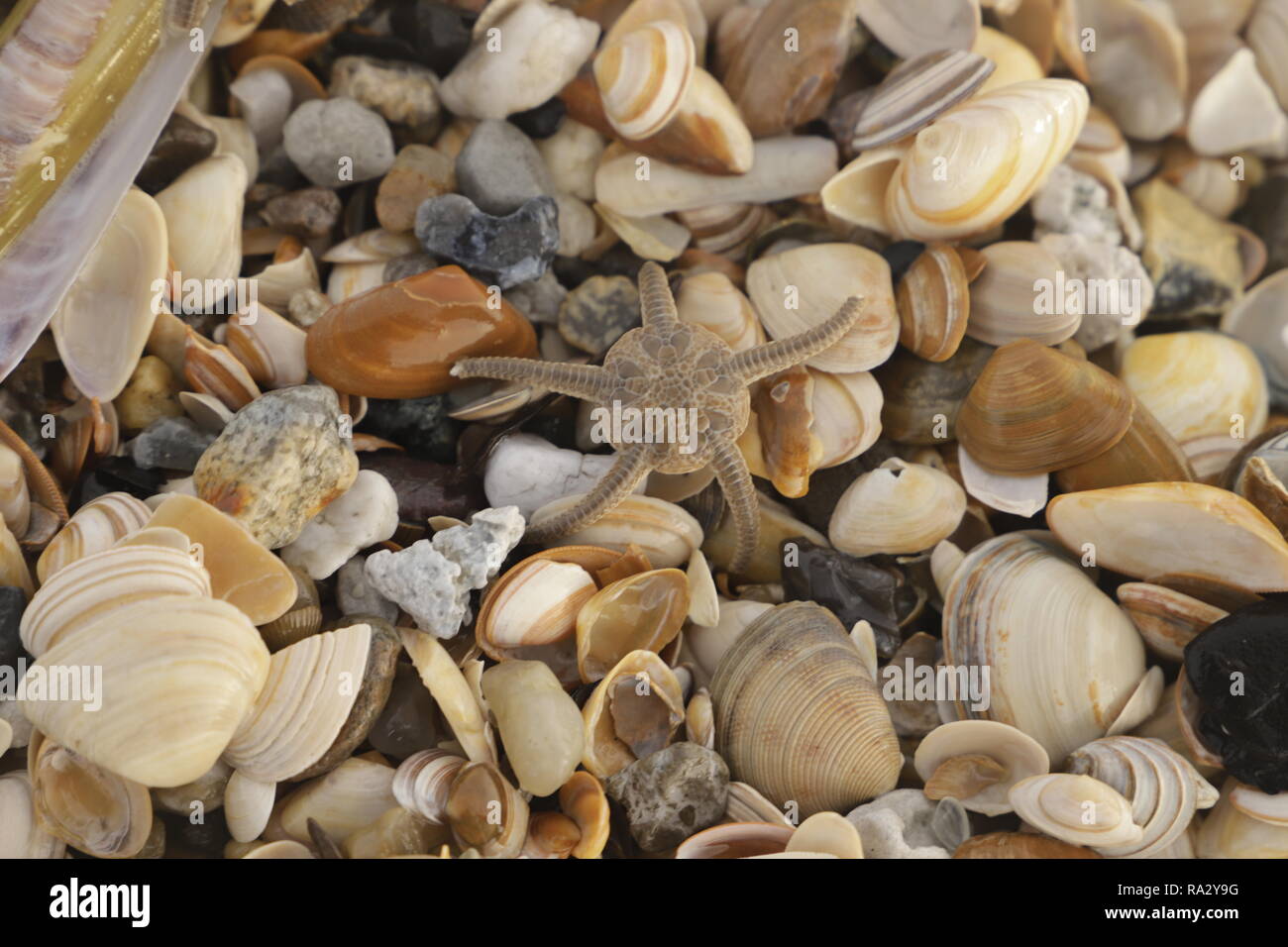 Seashells at the beach Stock Photo - Alamy