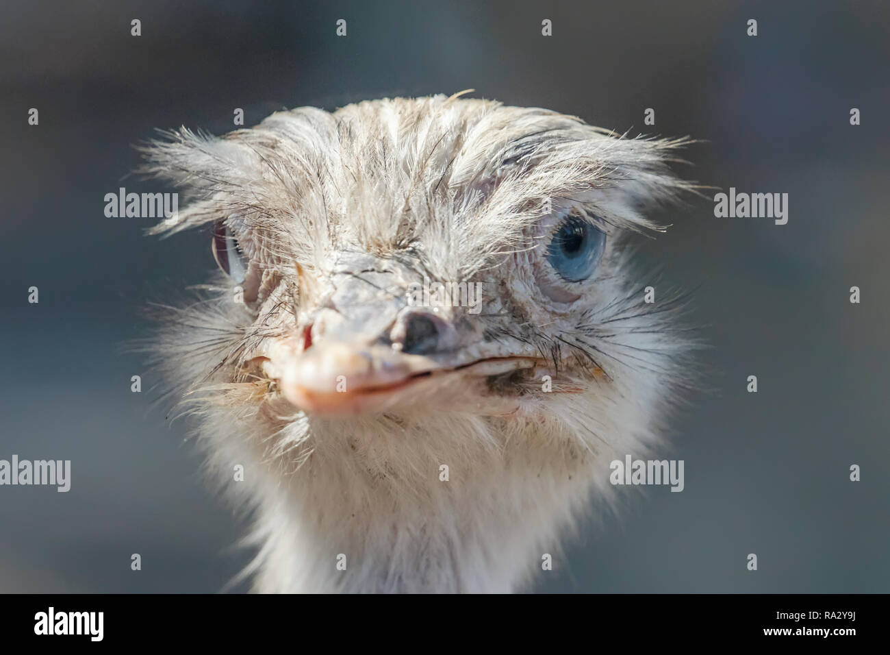 Close up nandu greater hi-res stock photography and images - Alamy