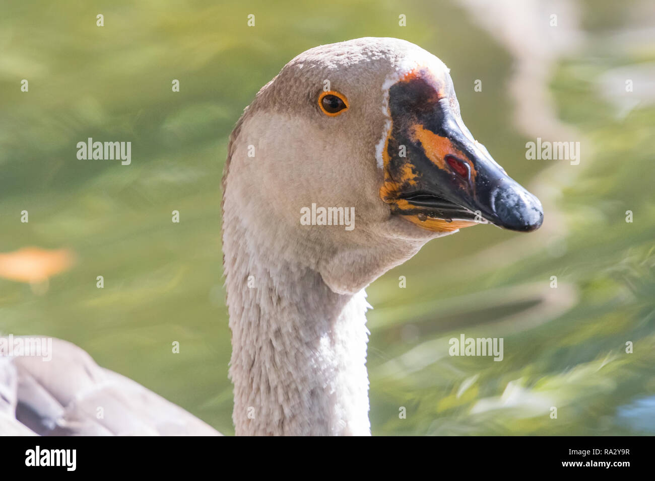 Chinese geese close up hi-res stock photography and images - Alamy