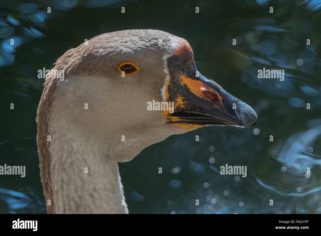 Chinese geese close up hi-res stock photography and images - Alamy