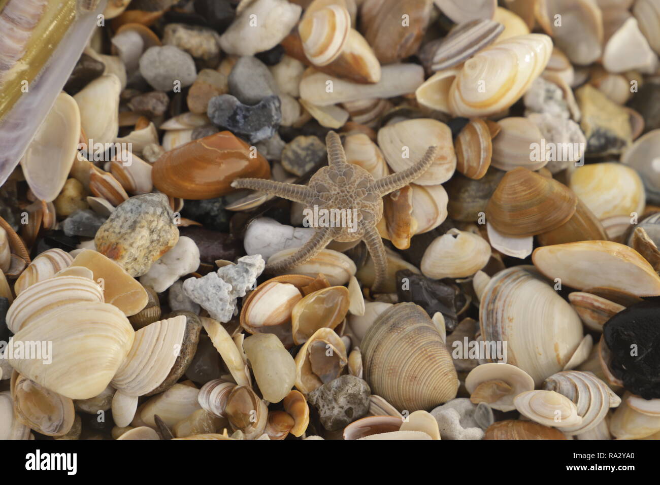 Seashells at the beach Stock Photo - Alamy