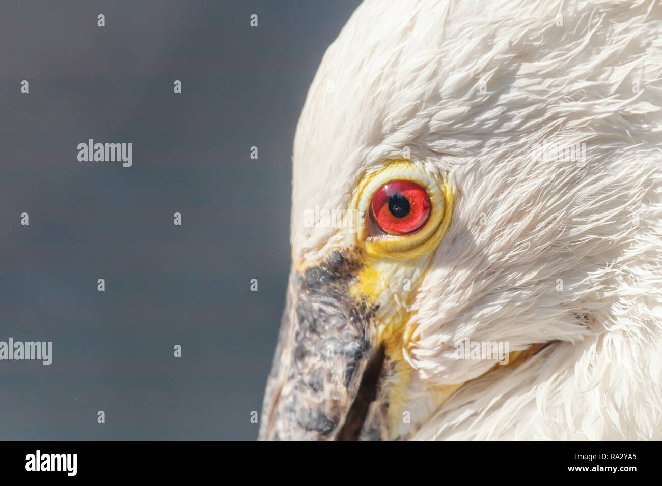 Spoonbill grey heron hi-res stock photography and images - Alamy