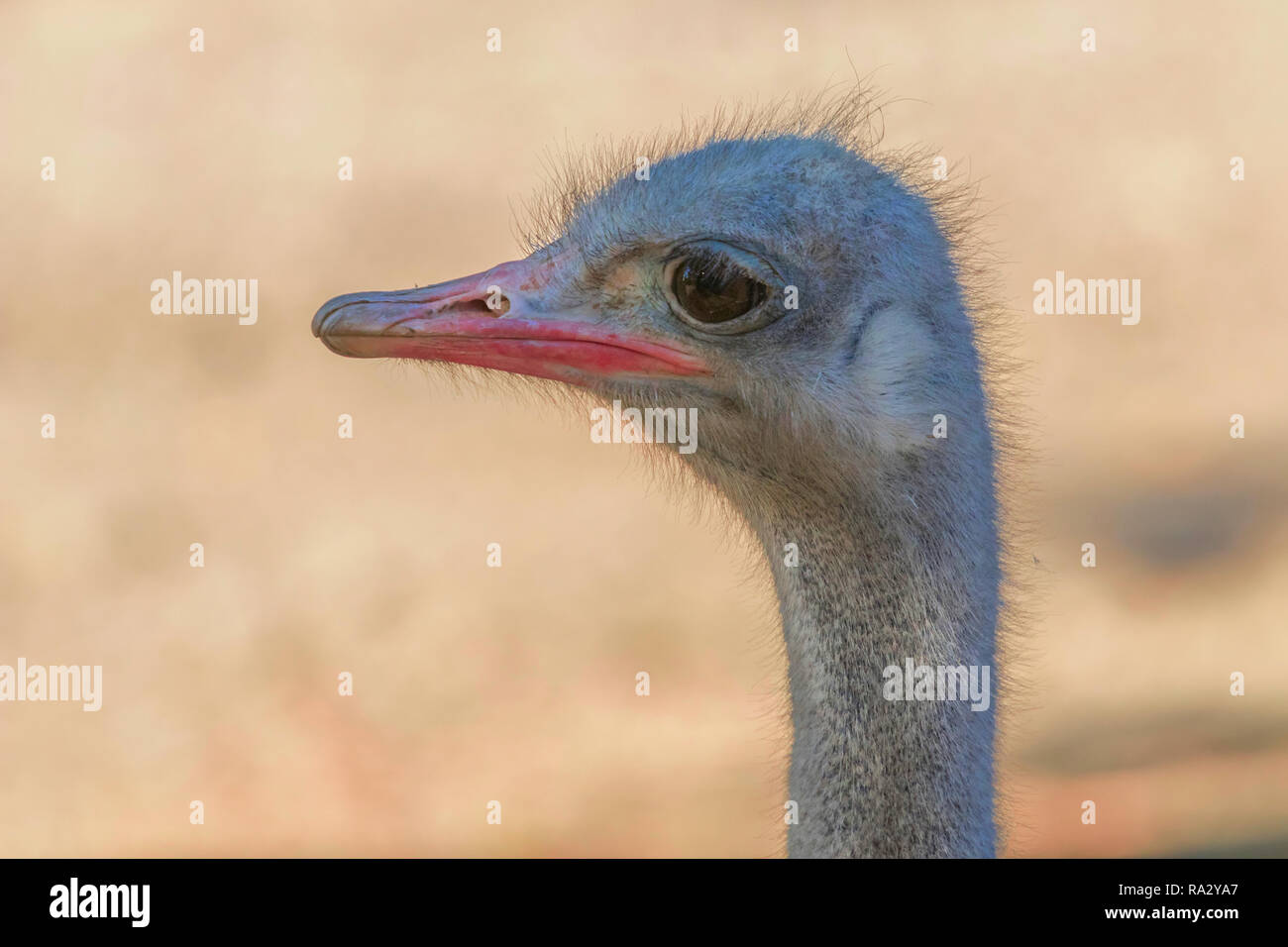 Close up ostrich portrait Close up ostrich head Struthio camelus Stock ...