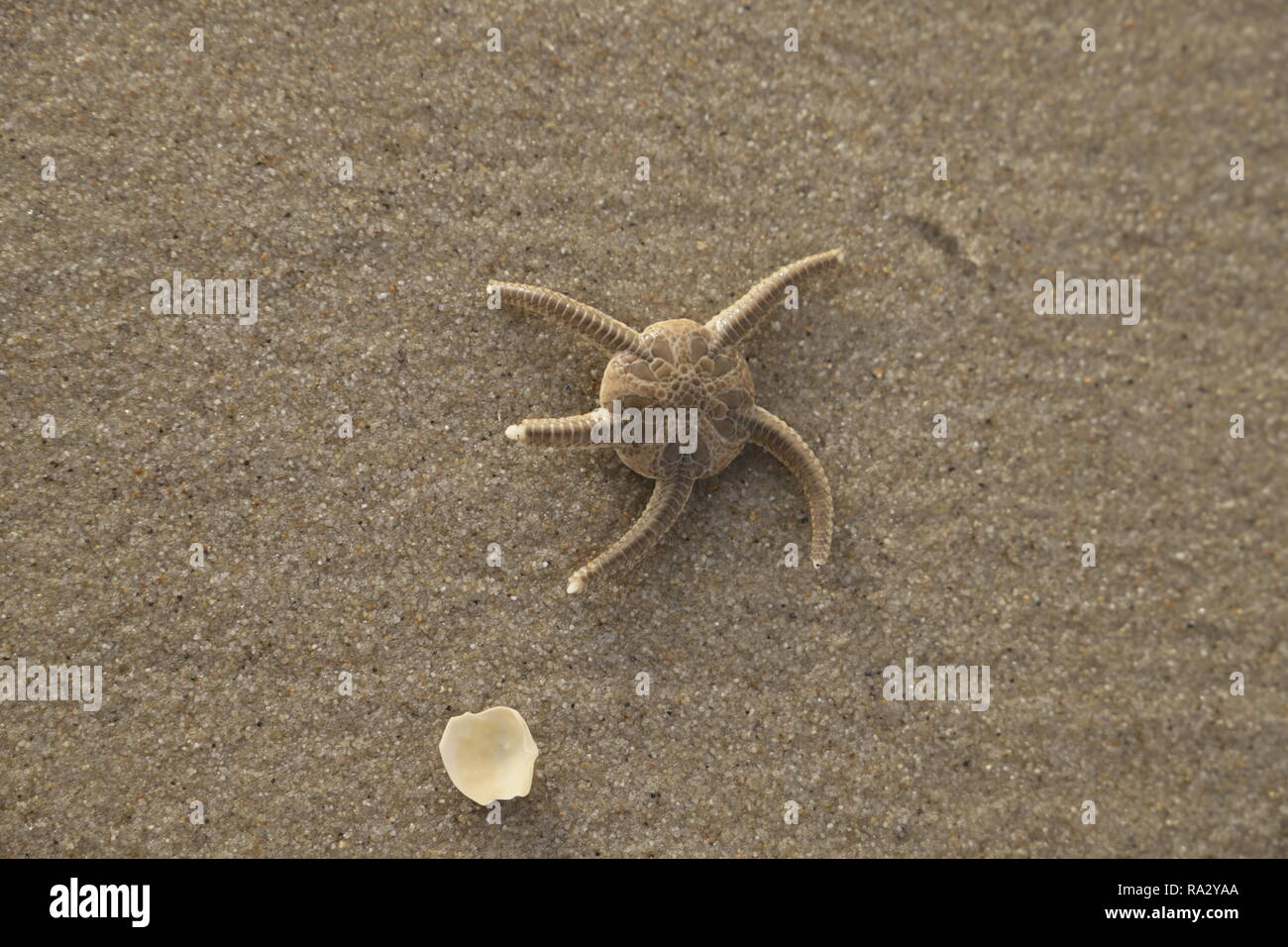 Ophiura ophiura hi-res stock photography and images - Alamy