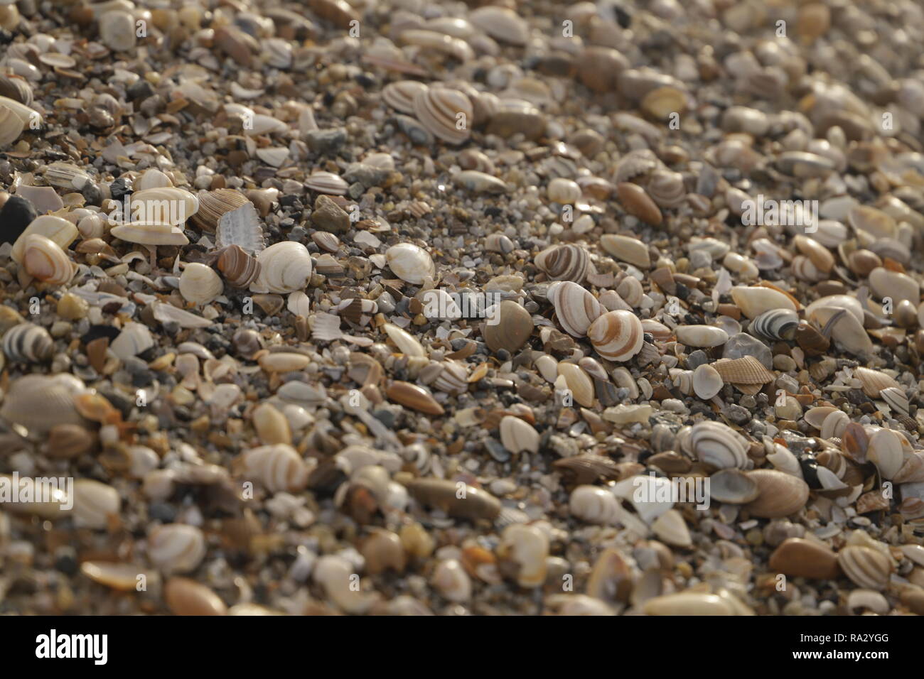 Seashells at the beach Stock Photo - Alamy