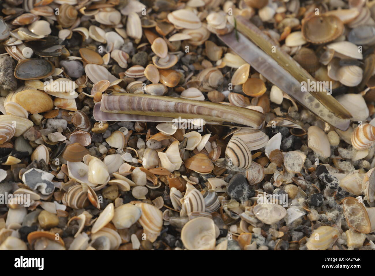 Seashells at the beach Stock Photo - Alamy