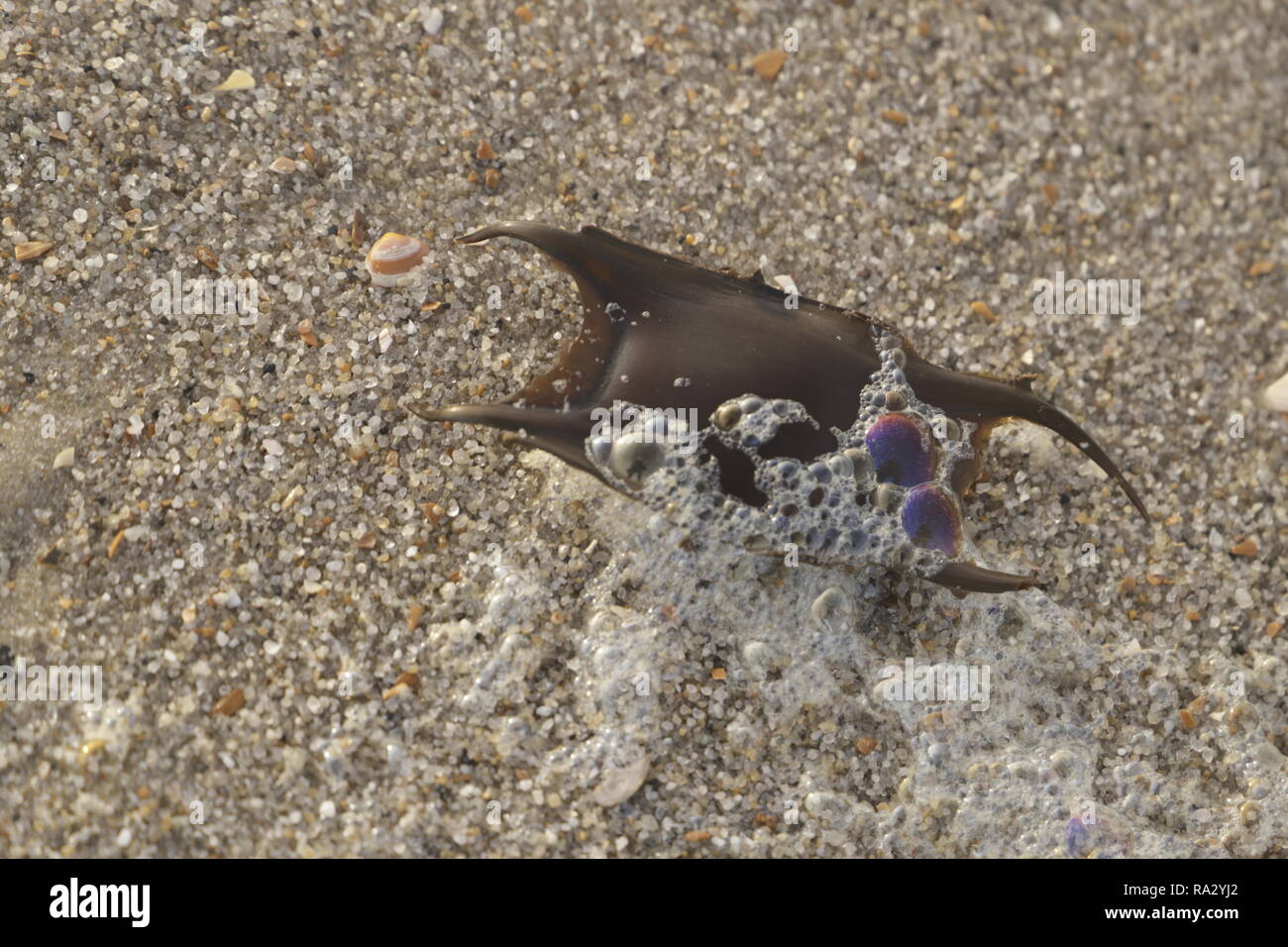 Ray Egg High Resolution Stock Photography and Images - Alamy